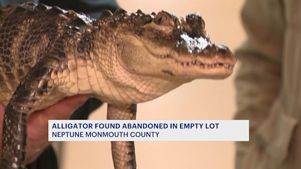 ‘It’s cruelty.’ SPCA says young alligator found abandoned in empty lot ...