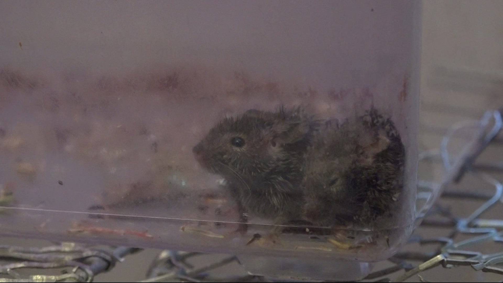 Bronx tenants say rats have infested apartment building, climbing ...