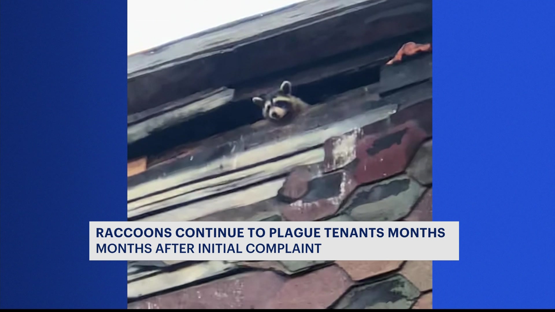 Melrose residents fed up with raccoon issues from March