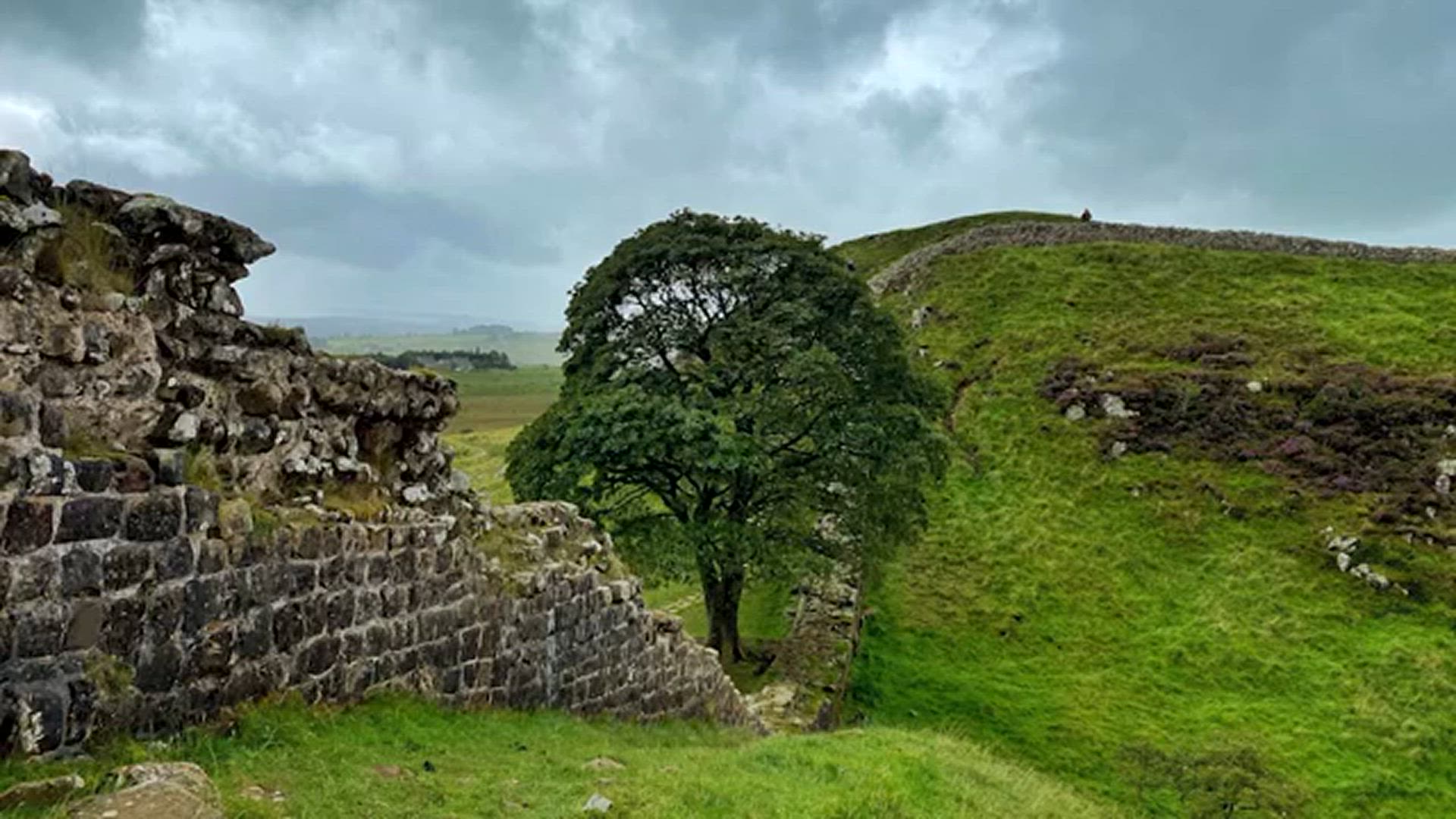 200-year-old tree at UNESCO World Heritage Site chopped down in UK