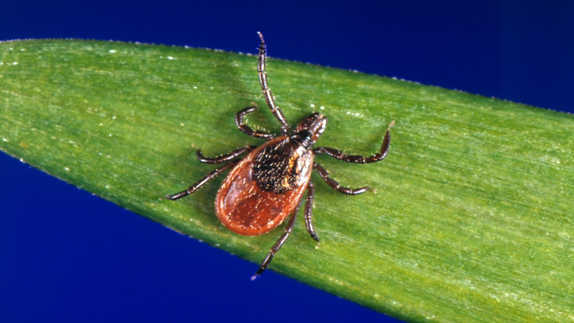 How is the rise in temperatures affecting tick activity?