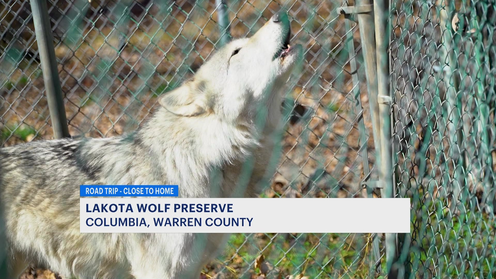 Road Trip: Get in touch with nature at the Lakota Wolf Preserve