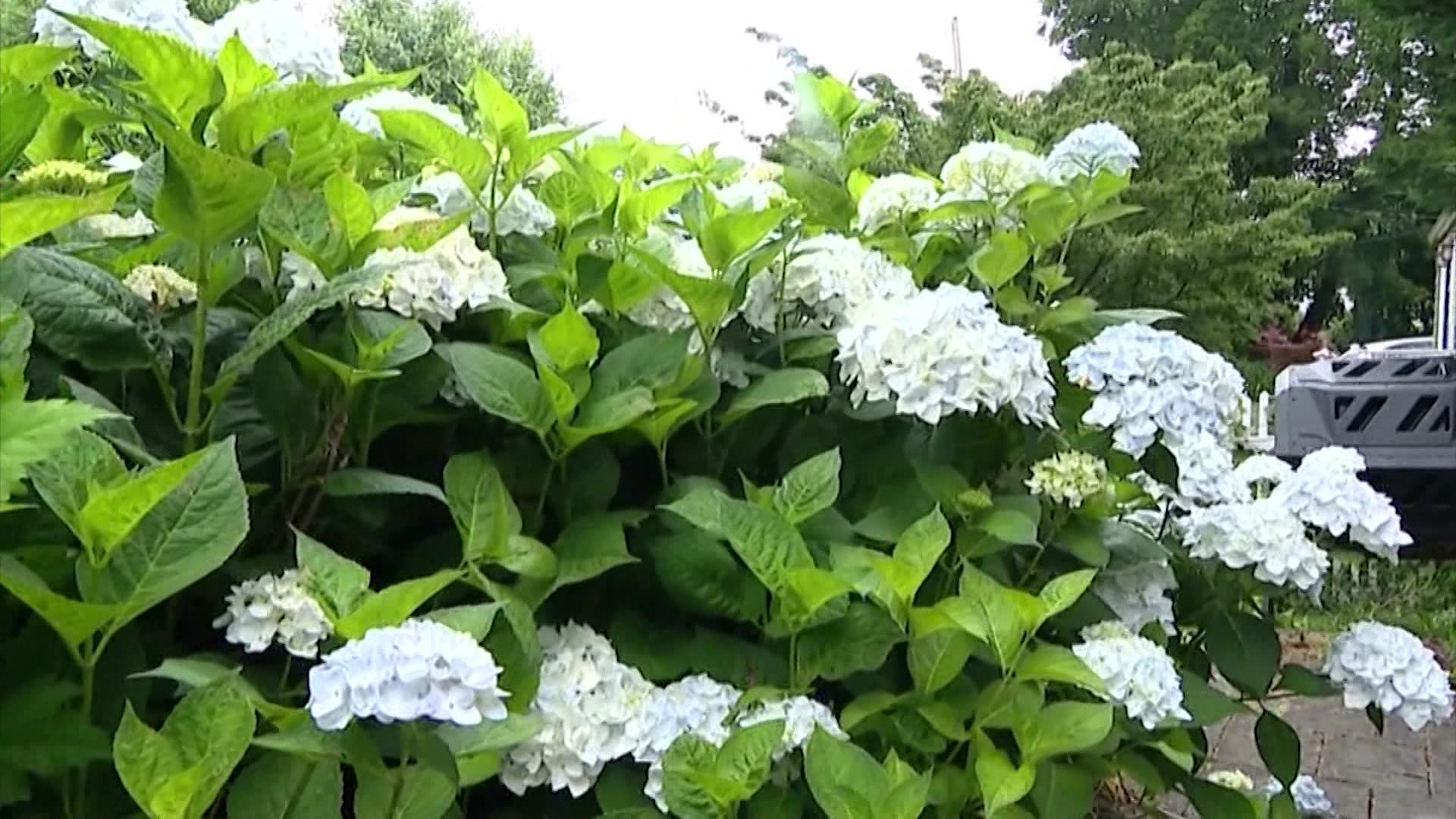 Garden Guide: Keeping hydrangeas looking good
