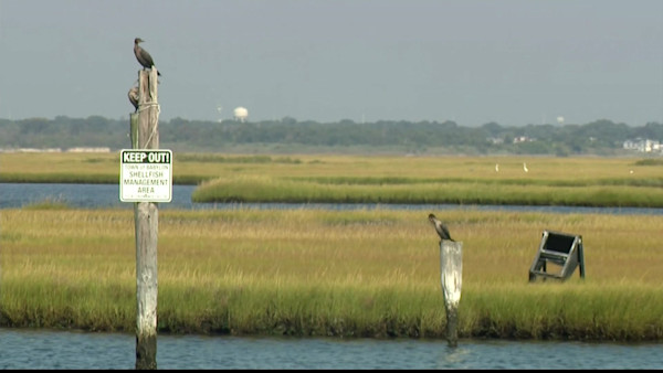 State officials announce new LI waterway protection plan at Cedar Beach ...