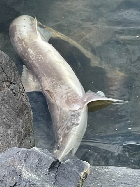 Shark washes ashore in Piermont