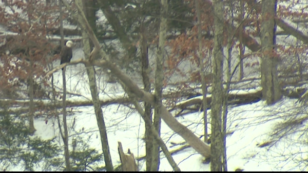 Road Trip: Eagles soar at Shepaug Dam in Southbury
