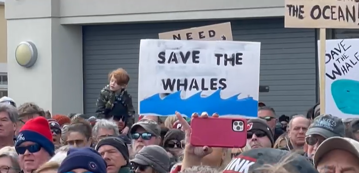 Save the Whales rally draws hundreds following scourge of whale deaths ...
