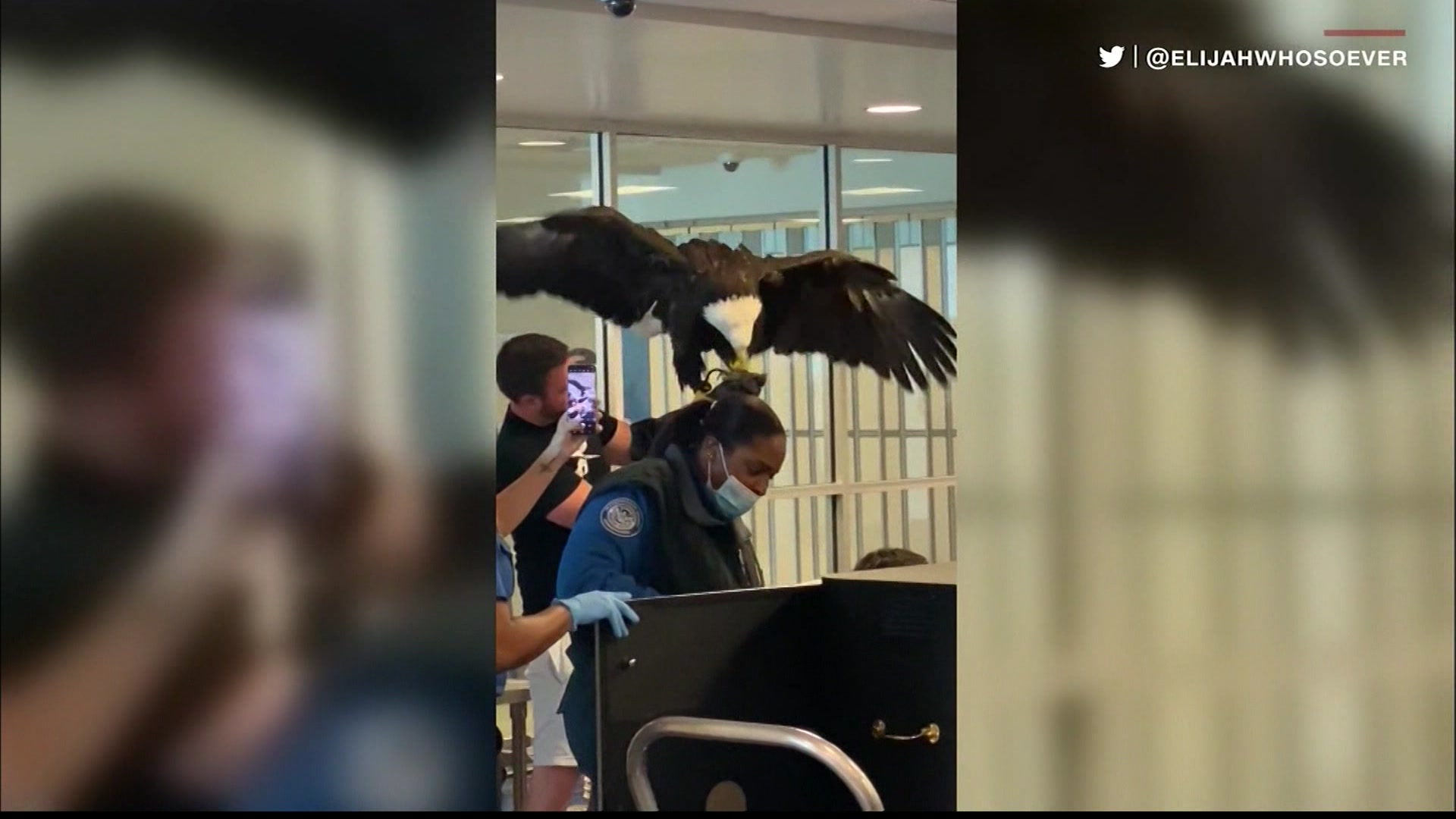 Passenger checks in trained bald eagle with TSA at Charlotte Douglas ...