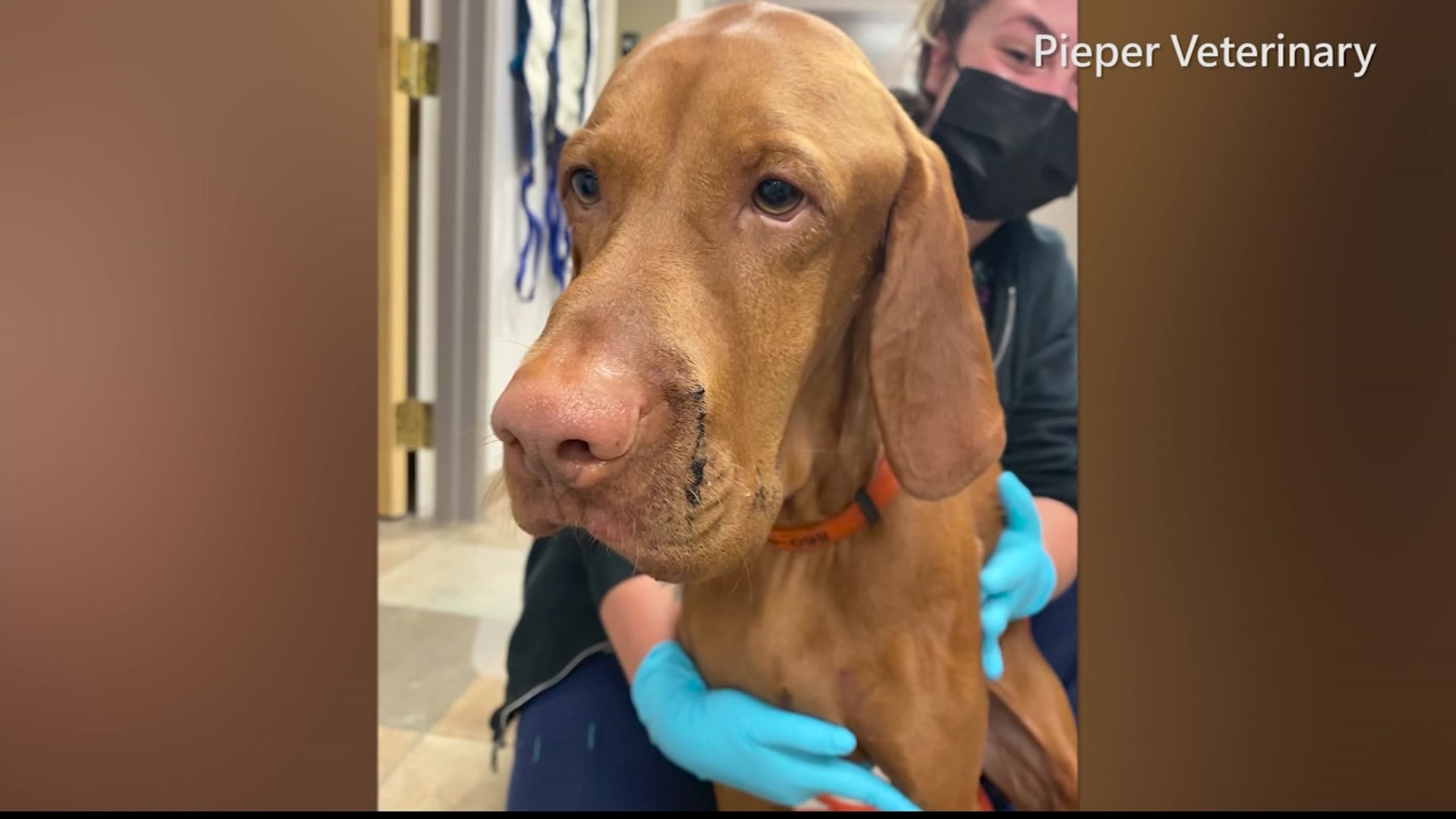 Timber rattlesnake bites 2 dogs in Glastonbury backyard