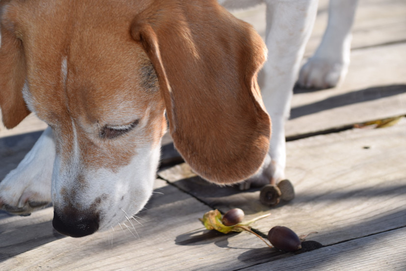 Can Dogs Eat Acorns? How Acorns Affect Dogs - 2026 - MasterClass