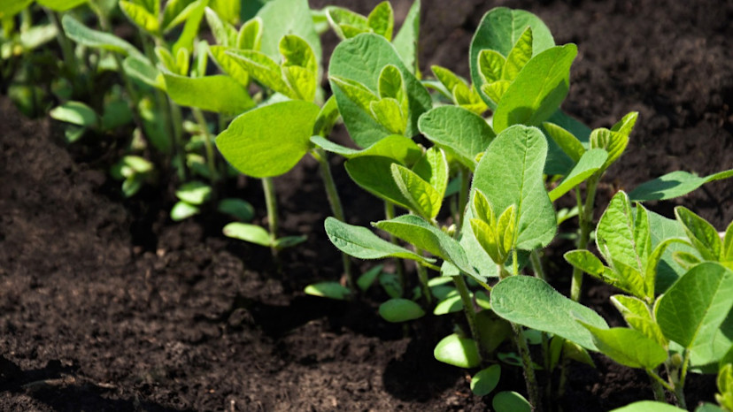 How to Grow Legumes: 8 Tips for Growing Beans and Peas - 2025 - MasterClass