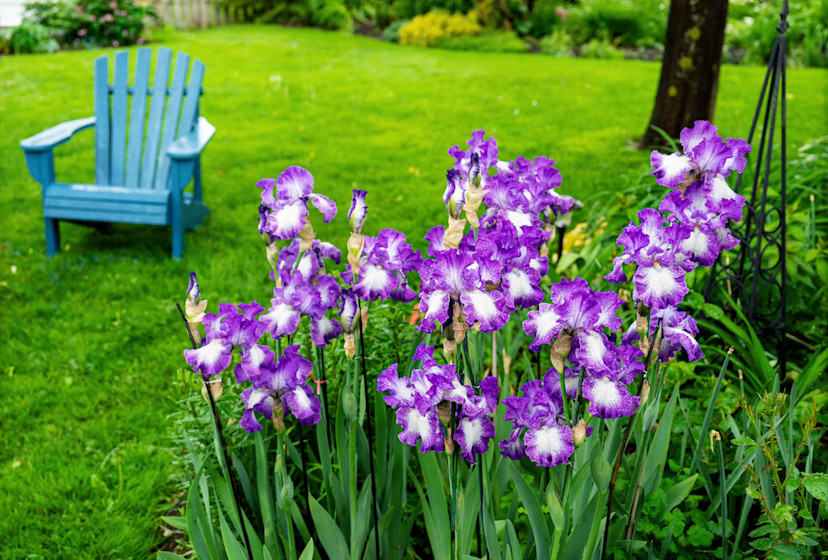 How to Grow Irises in Your Garden: 7 Iris Care Tips - 2026 - MasterClass