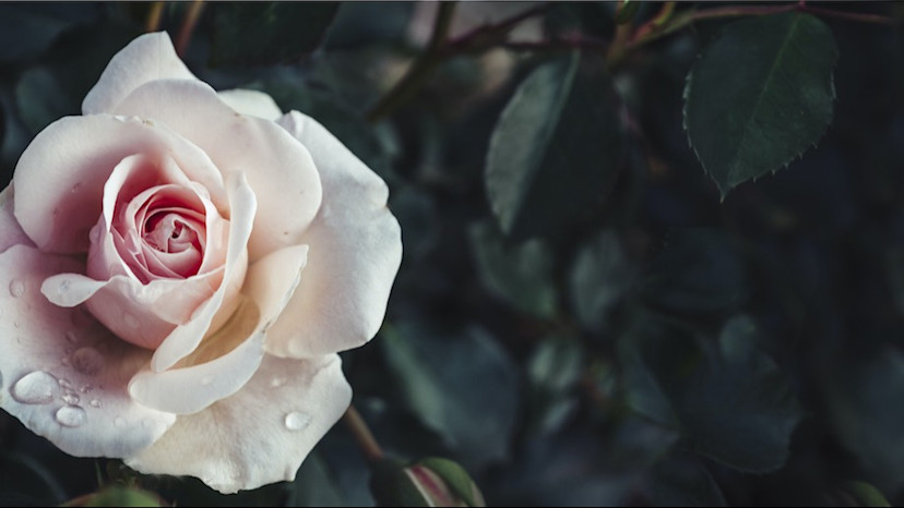 Are Roses Edible? 6 Culinary Uses for Roses - 2025 - MasterClass