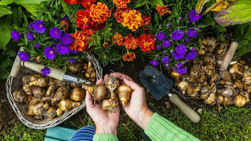 7 Bulbs to Plant in Spring: Tips for Planting Spring Bulbs - 2025 ...
