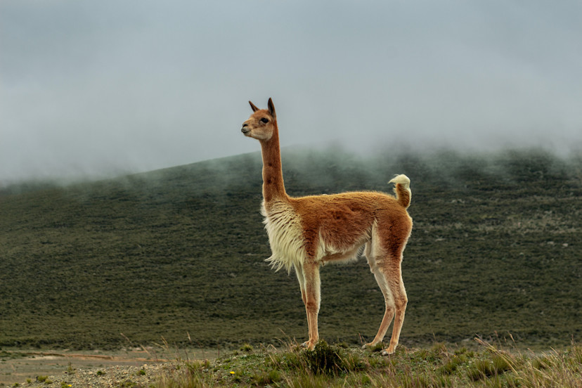 Understanding Vicuña Wool: The World’s Most Expensive Wool - 2025 ...