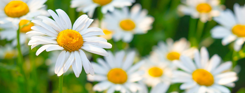 Daisy Care Guide: How to Grow Daisies in Your Garden - 2025 - MasterClass