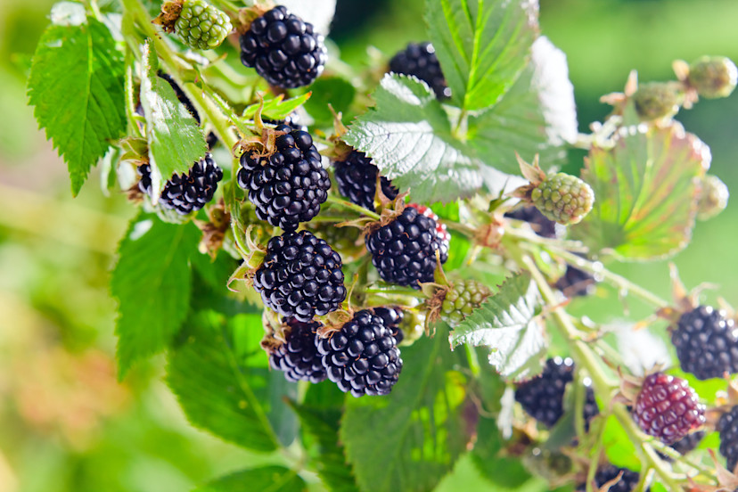 Blackberry Plant Care Guide: How to Grow Blackberry Plants - 2025 ...
