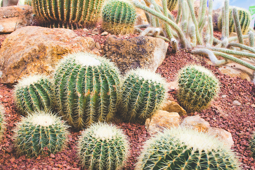 Barrel Cactus Care Tips: How to Grow a Barrel Cactus - 2025 - MasterClass