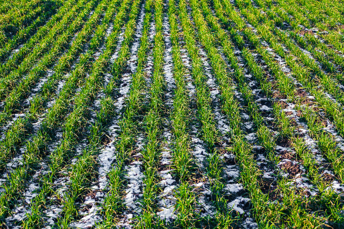 Winter Wheat: How to Plant Wheat Seeds - 2022 - MasterClass