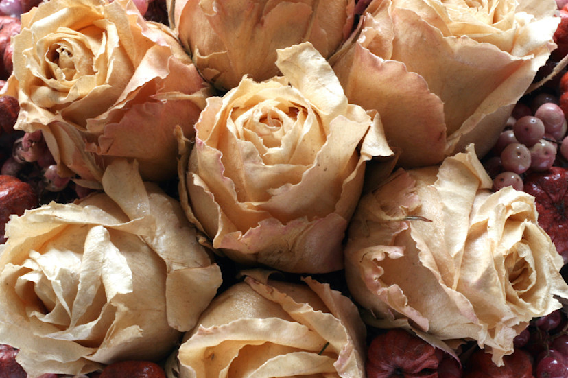 How to Dry Roses: 5 Ways to Dry Roses - 2025 - MasterClass