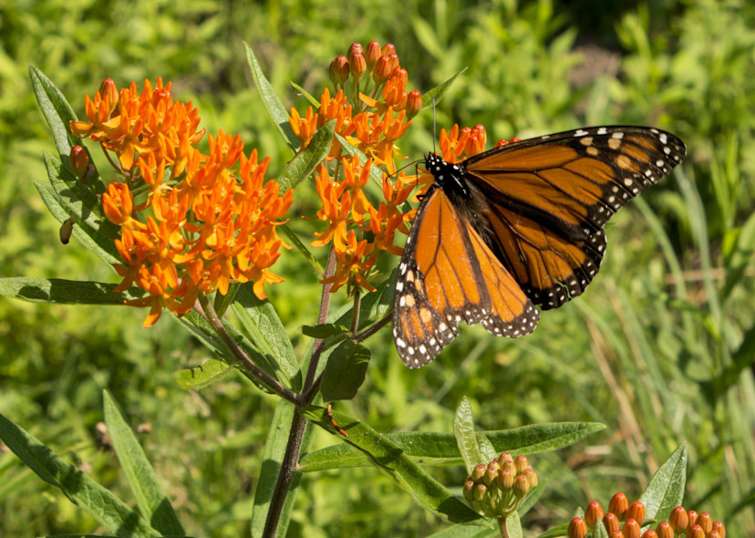 Butterfly Weed Plant Guide: How to Grow Butterfly Weed - 2026 - MasterClass