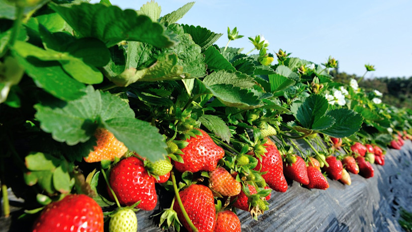 14 Strawberry Varieties: Different Types of Strawberry Plants - 2026 ...