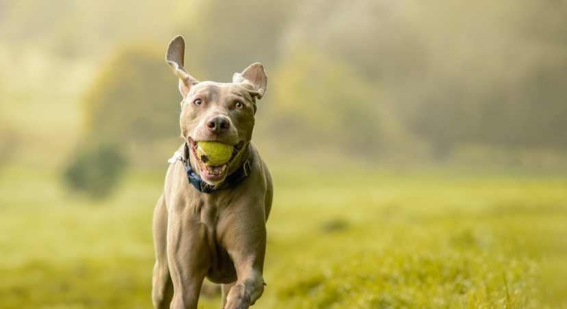 How to Teach Your Dog to Fetch in 5 Steps - 2025 - MasterClass