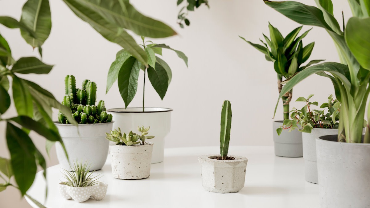 How to Select the Right Pot for Any Plant: 4 Types of Plant Pots - 2022 ...