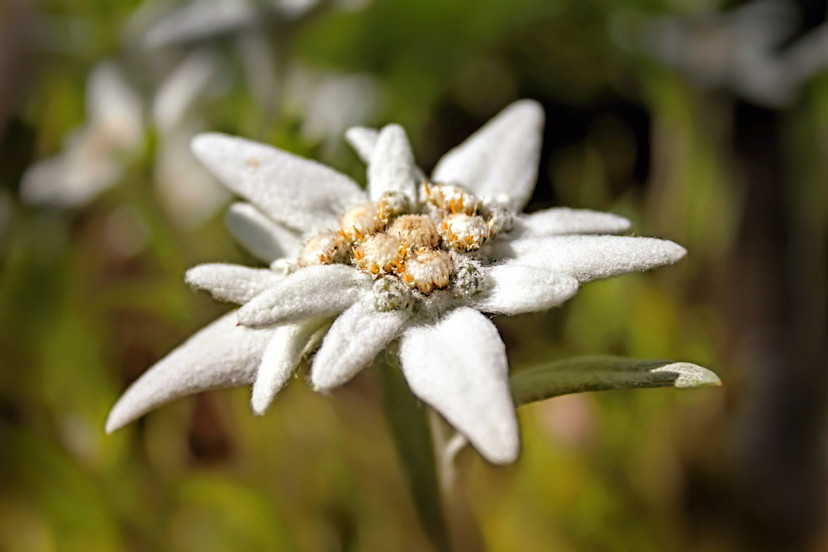 Edelweiss Flower Guide: How to Grow and Care for Edelweiss - 2025 ...