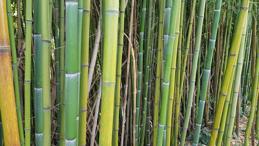 How to Get Rid of Bamboo: 4 Methods for Removing Bamboo - 2025 ...