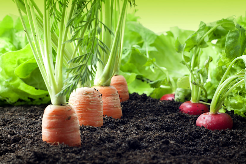 Carrot Companion Planting Guide: 7 Plants to Pair With Carrots - 2026 ...