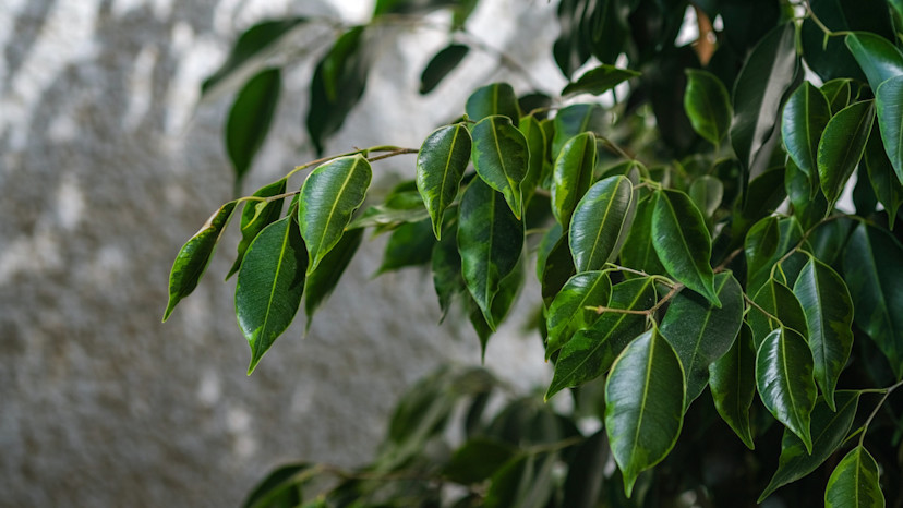Ficus Tree Care Guide: 5 Types of Indoor Ficus Plants - 2025 - MasterClass