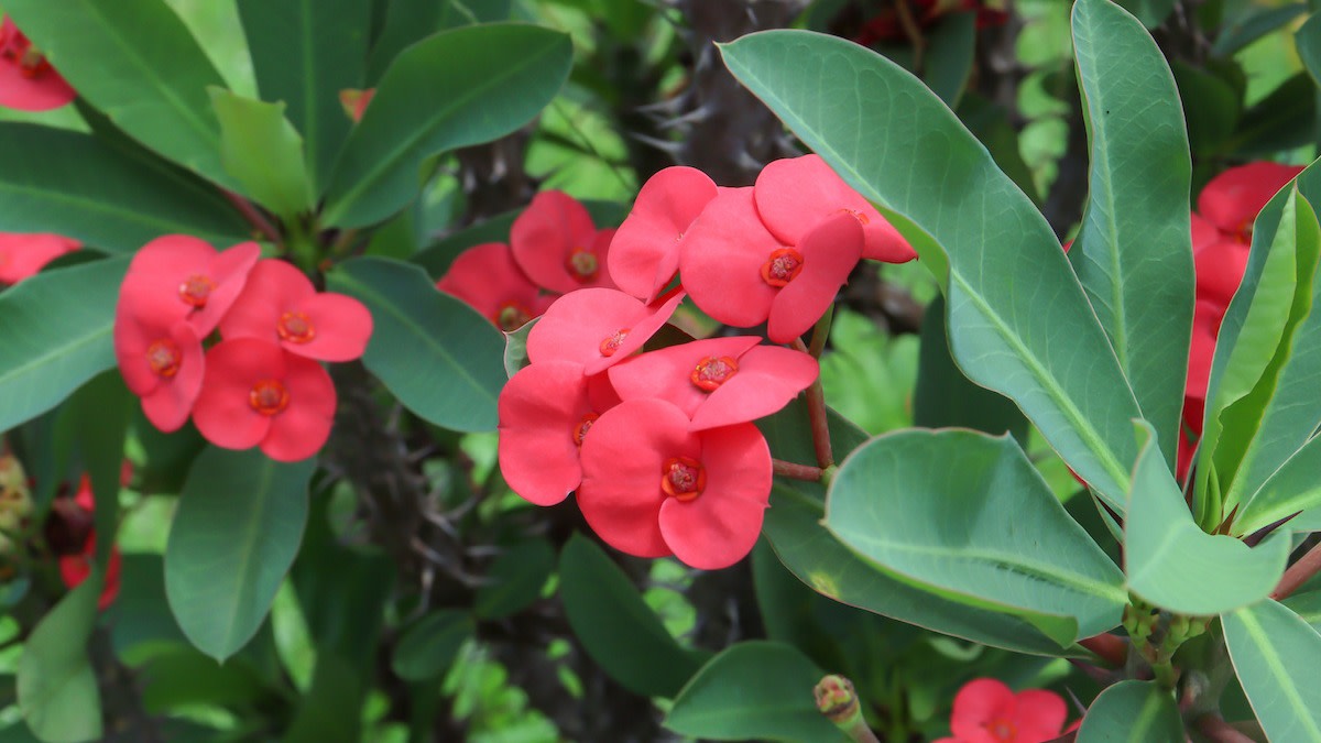 Crown of Thorns Plant Care: How to Grow Crown of Thorns - 2022 ...