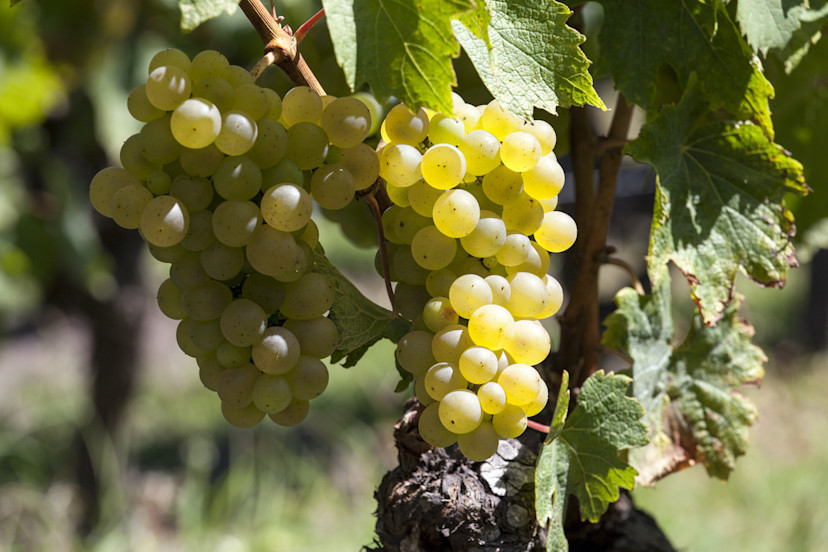 Muscadelle Wine Guide: 3 Types of Wine Made With Muscadelle - 2025 ...