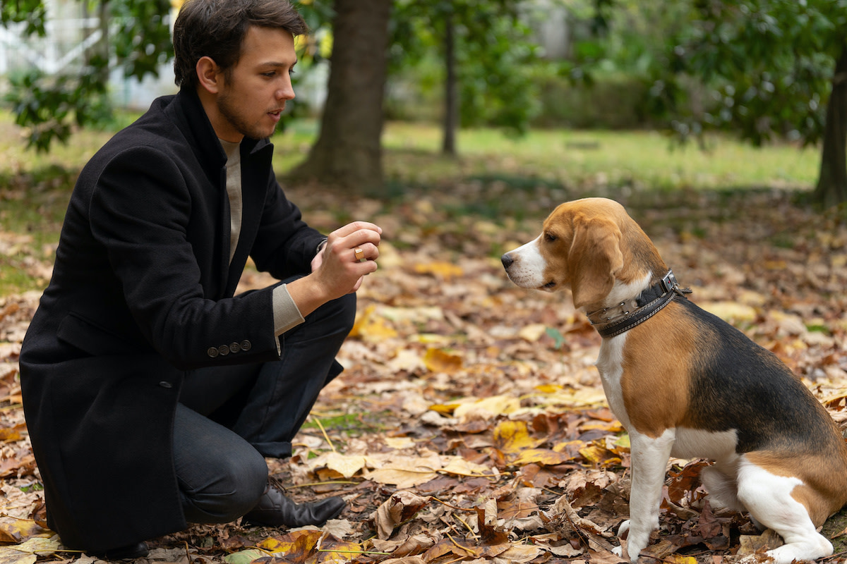 How to Train a Beagle: 7 Tips for Training a Beagle - 2022 - MasterClass