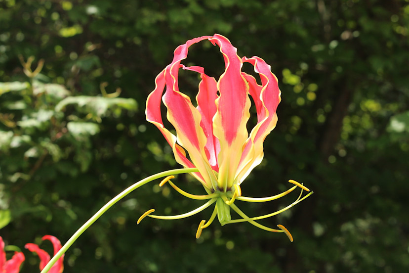 Fire Lily Plants: How to Grow and Care for Gloriosa Lilies - 2026 ...