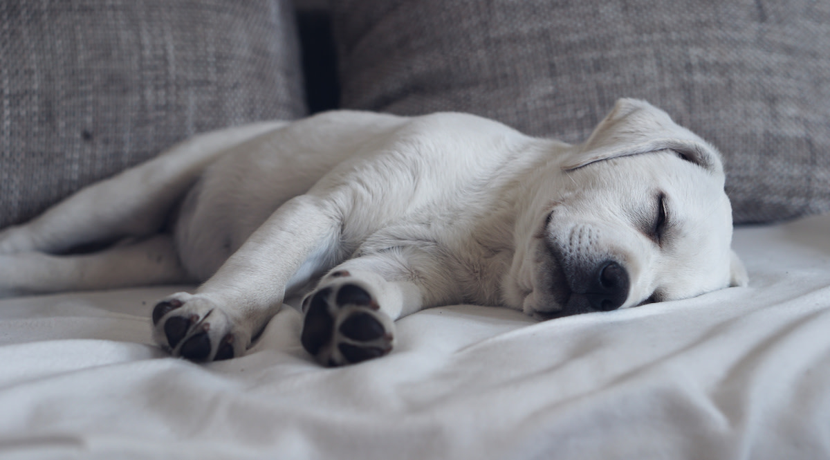 How Dogs Sleep: 5 Common Dog Sleeping Positions Explained - 2022 ...