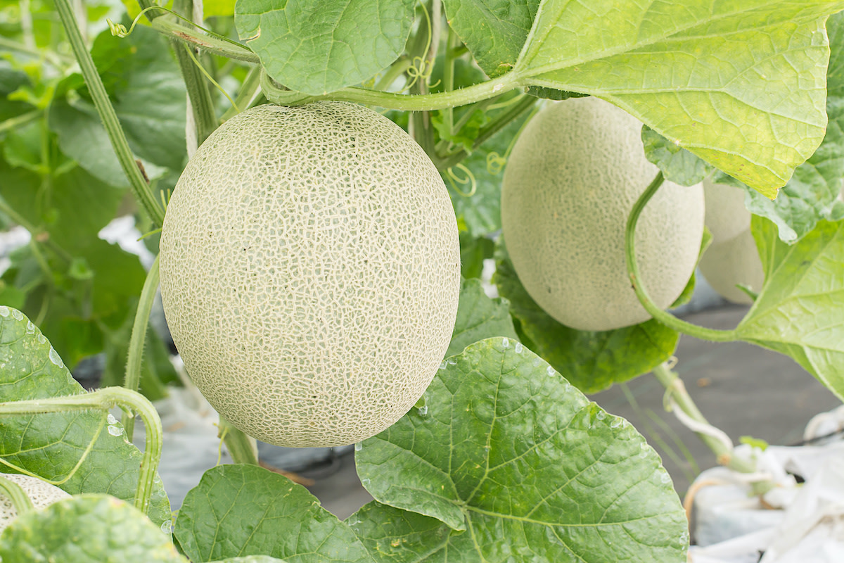 How to Grow and Care for Honeydew in Your Garden - 2022 - MasterClass