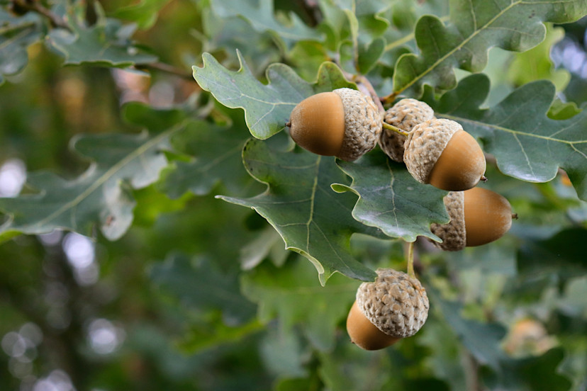 Can You Eat Acorns? 4 Health Benefits of Acorns - 2025 - MasterClass