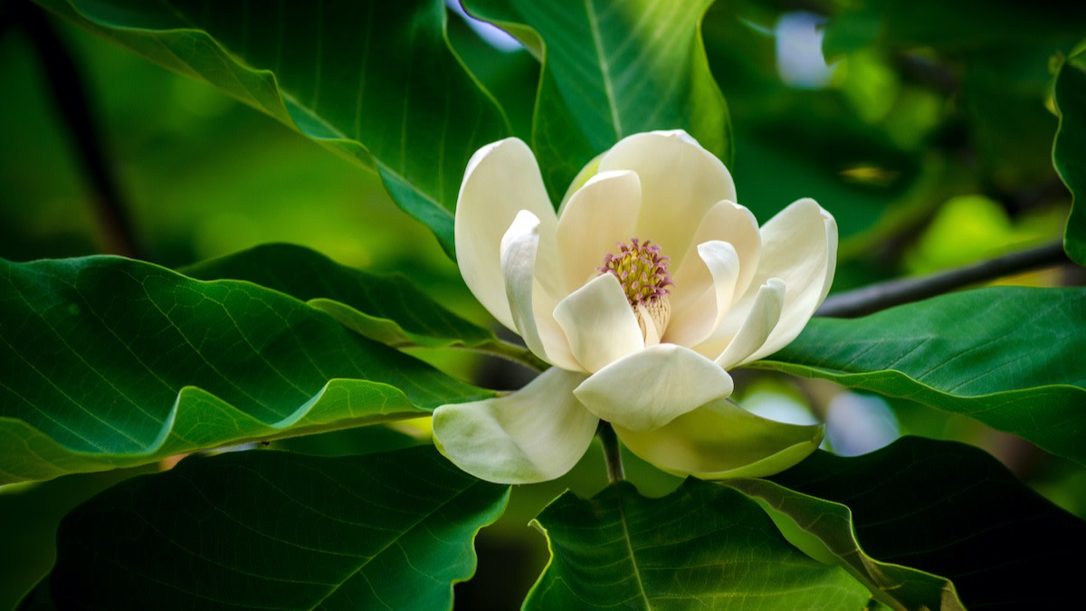 Trees That Grow in Shade: 9 Shade-Tolerant Trees - 2022 - MasterClass