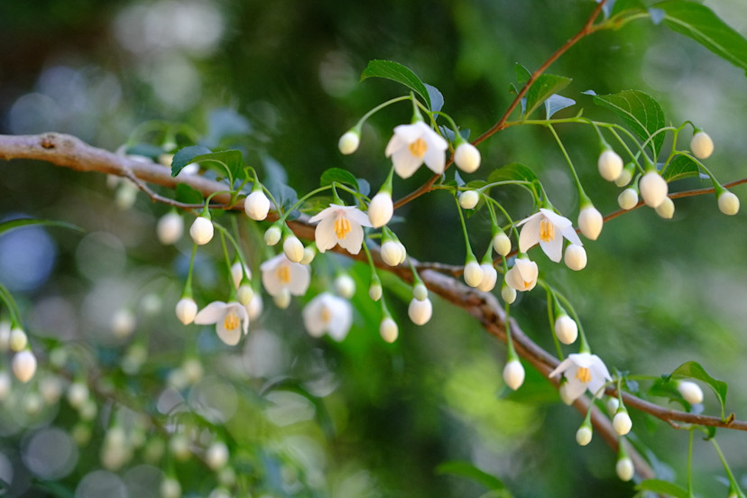 Japanese Snowbells: How to Grow a Japanese Snowbell Tree - 2025 ...