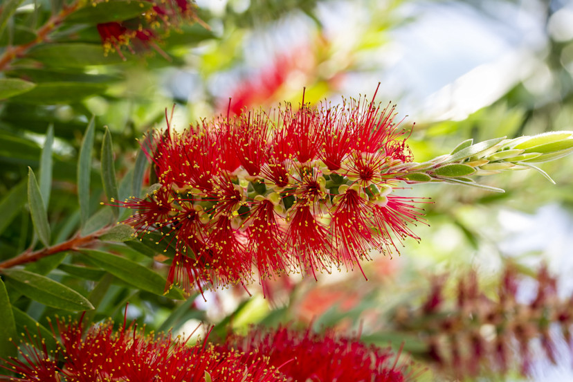 Bottlebrush Plants: How to Grow Bottlebrush - 2025 - MasterClass
