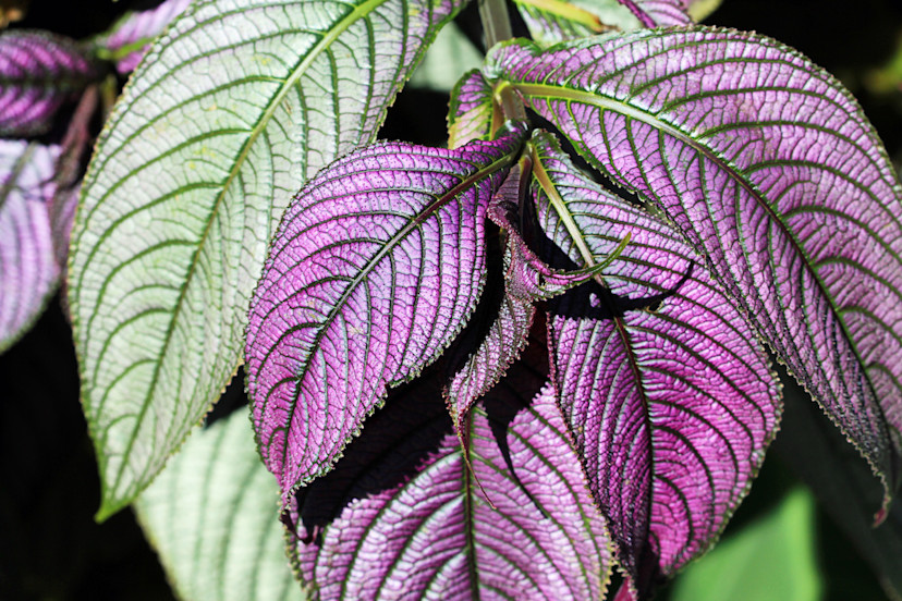 Guide to Growing and Caring for Persian Shield Plants - 2026 - MasterClass