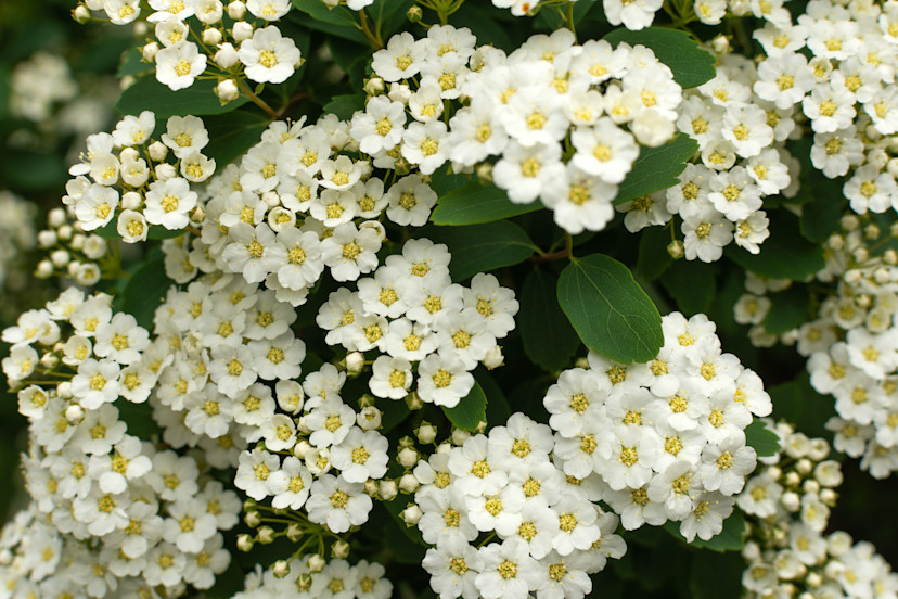 Spirea Bush Care: 4 Types of Spirea - 2026 - MasterClass