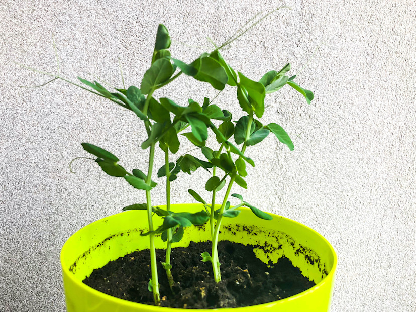 Growing Peas in Containers: 4 Steps for Homegrown Peas - 2025 - MasterClass