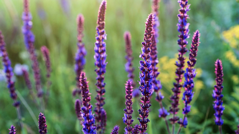 How to Grow Salvia From Seed in Your Garden - 2025 - MasterClass