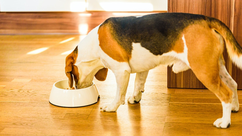 Can Dogs Eat Turkey? Benefits and Risks of Turkey for Dogs - 2025 ...