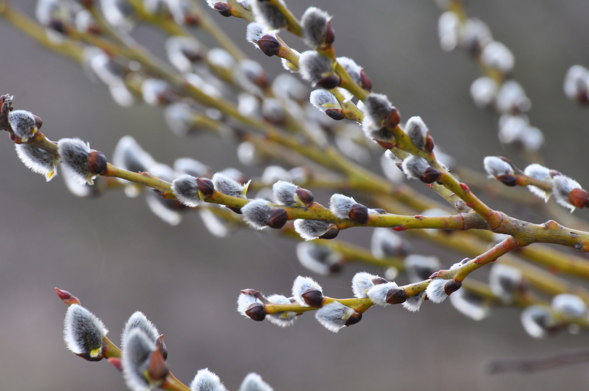 Pussy Willow Plants: How to Grow Pussy Willow - 2022 - MasterClass