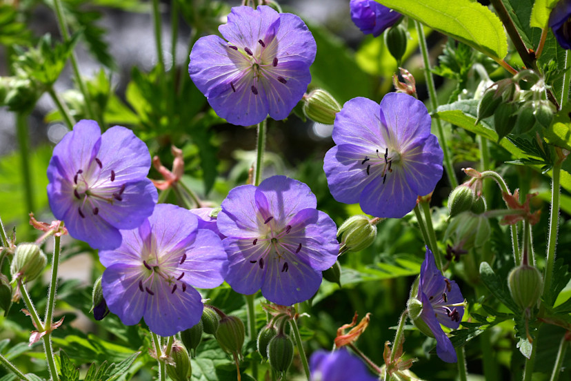 Wild Geranium Care: How to Grow Geranium Maculatum - 2026 - MasterClass