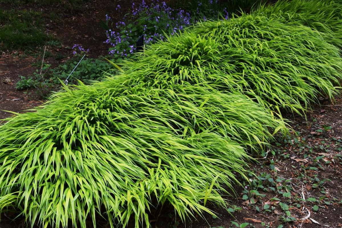 Japanese Forest Grass: 4 Tips for Growing Hakone Grass - 2022 - MasterClass